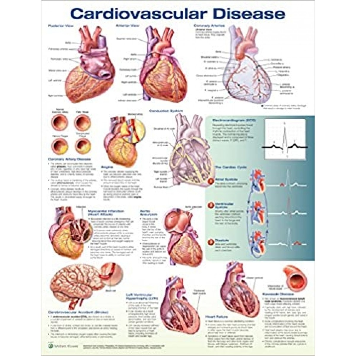 Anatomical Chart Company Cardiovascular Disease - School Locker