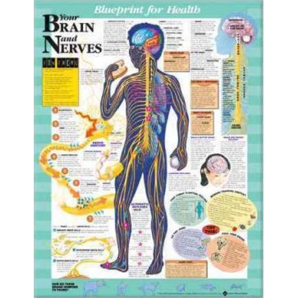 Anatomical Chart Company Blueprint for Health Your Brain and Nerves ...