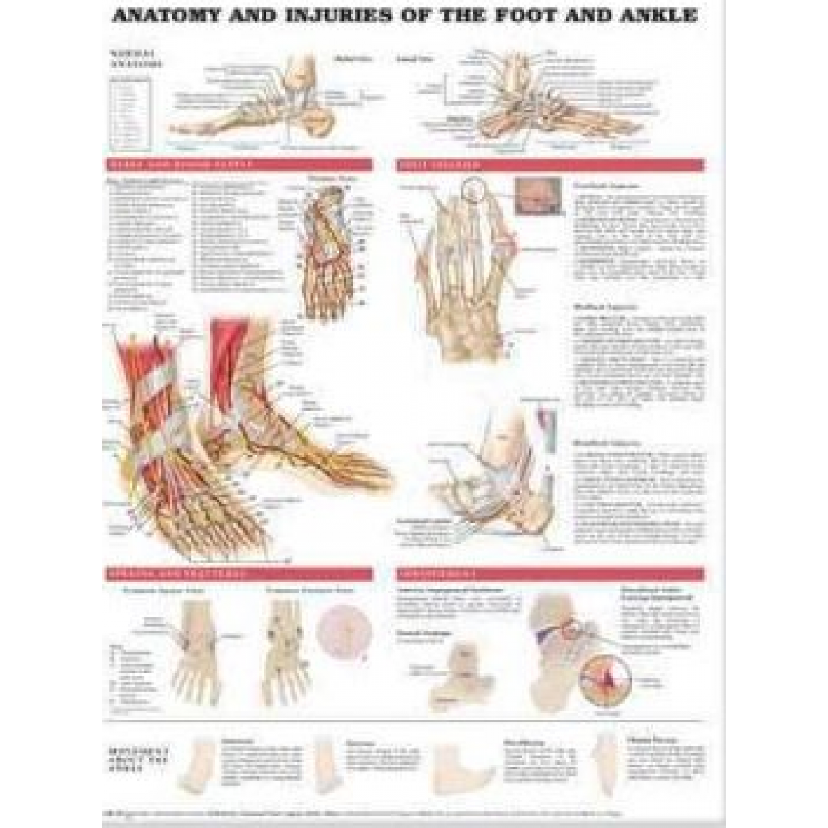 Anatomical Chart Company Anatomy and Injuries of the Foot and Ankle ...