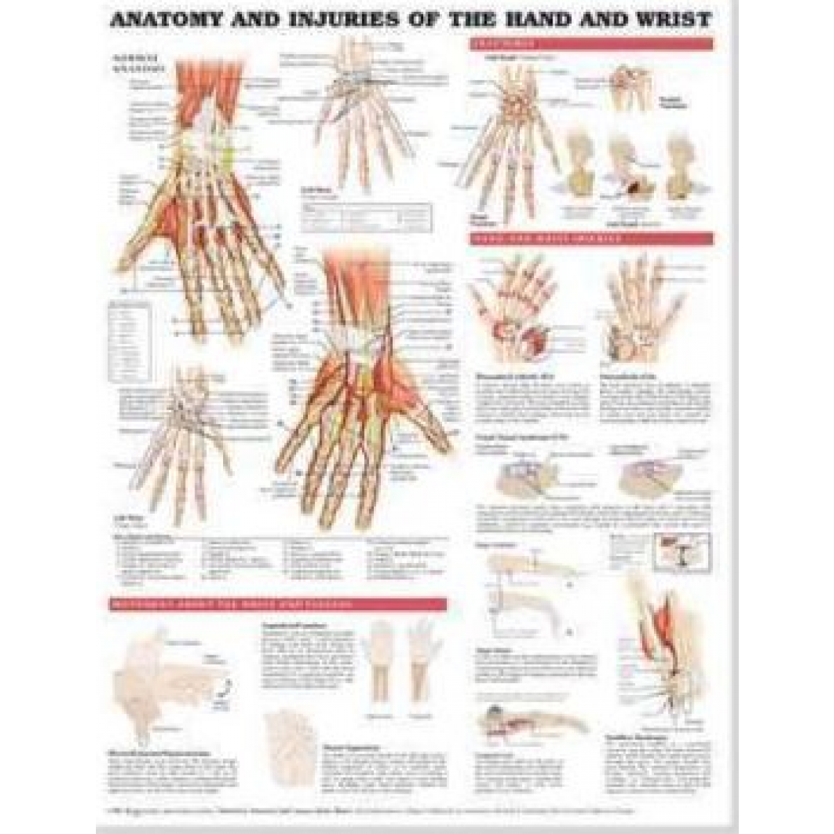 Anatomical Chart Company Anatomy and Injuries of the Hand and Wrist ...