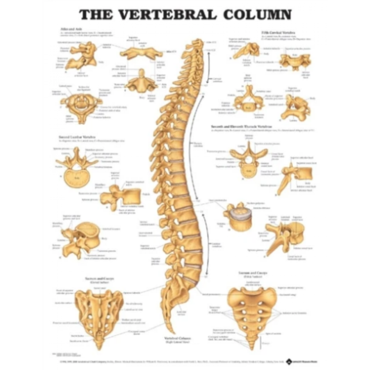 Anatomical Chart Company Vertebral Columns with Pelvis - School Locker