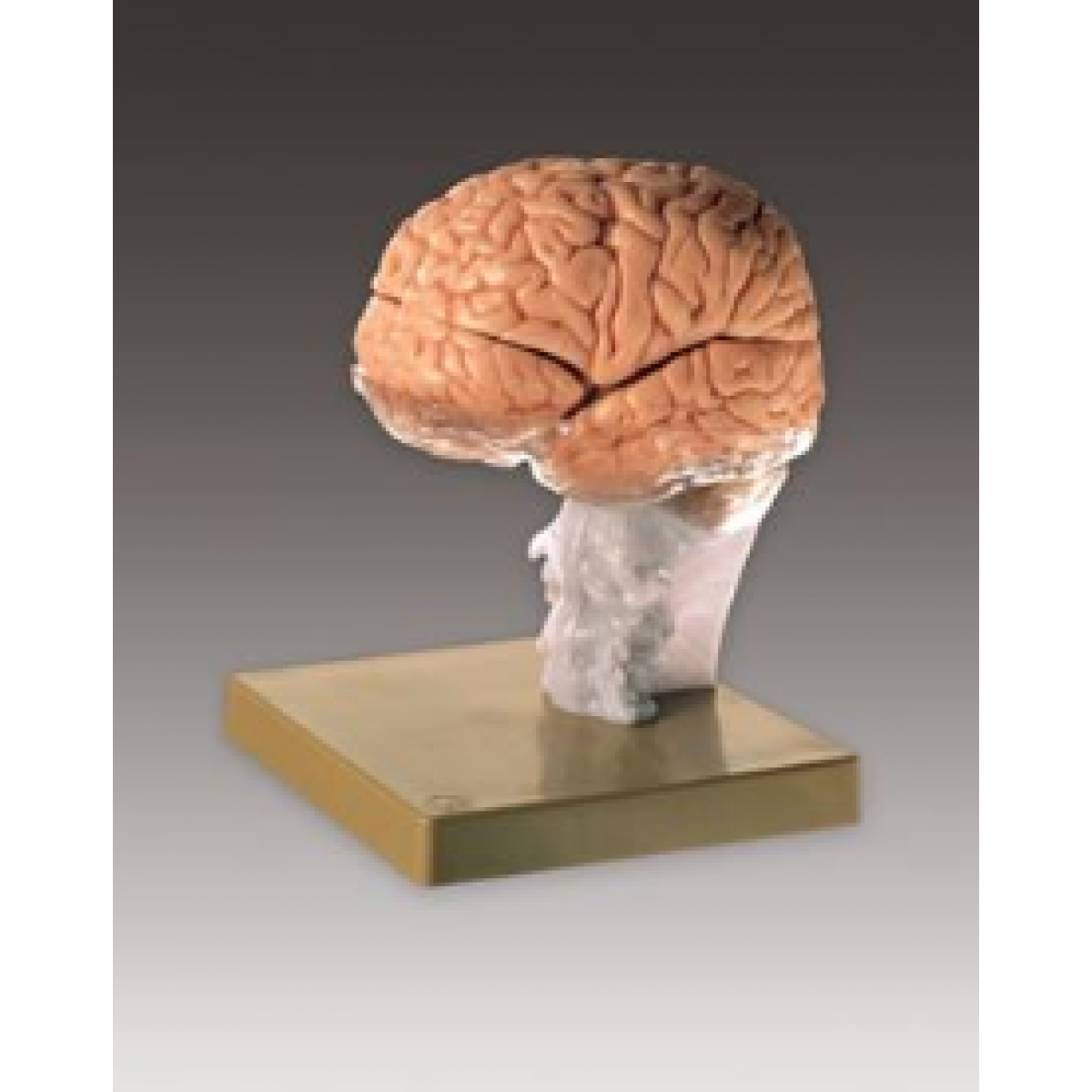 Anatomical Chart Company Brain Demonstration Model - School Locker