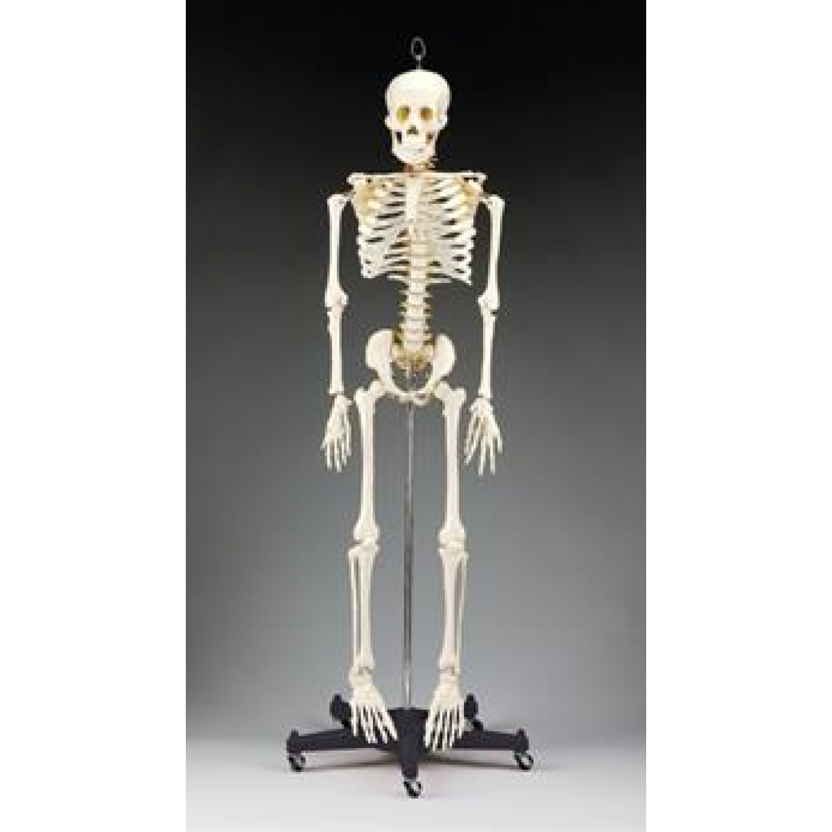 Anatomical Chart Company Budget Bart Four-Foot Skeleton - School Locker