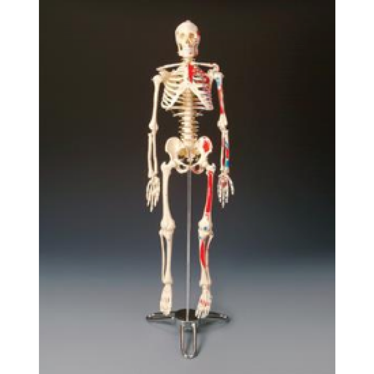 Anatomical Chart Company Painted Big Tim Skeleton - School Locker