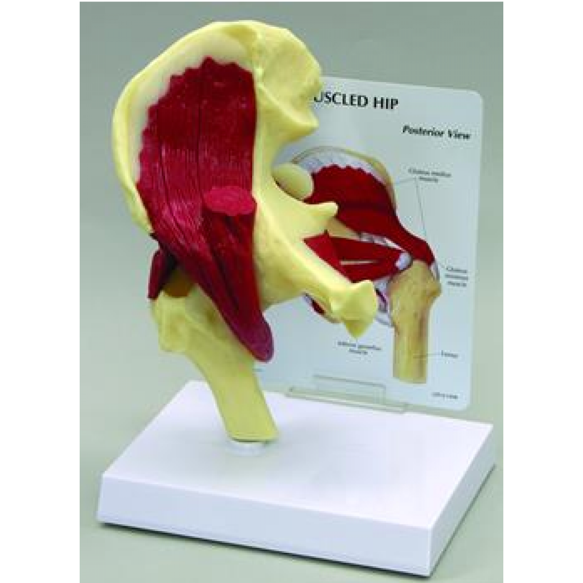 Anatomical Chart Company Muscled Hip Joint Model - School Locker