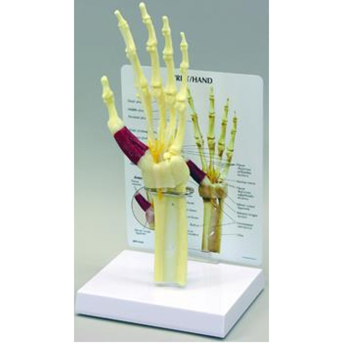 Anatomical Chart Company Wrist and Hand Model - School Locker
