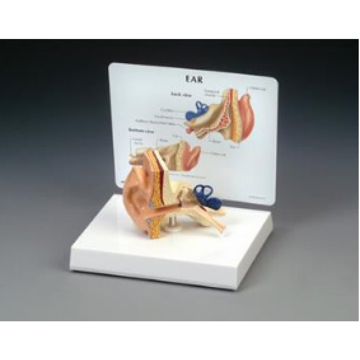 Anatomical Chart Company Life-size Ear Model - School Locker