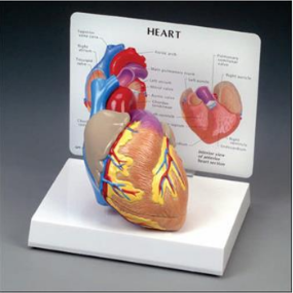 Anatomical Chart Company Cutaway Heart Model - School Locker
