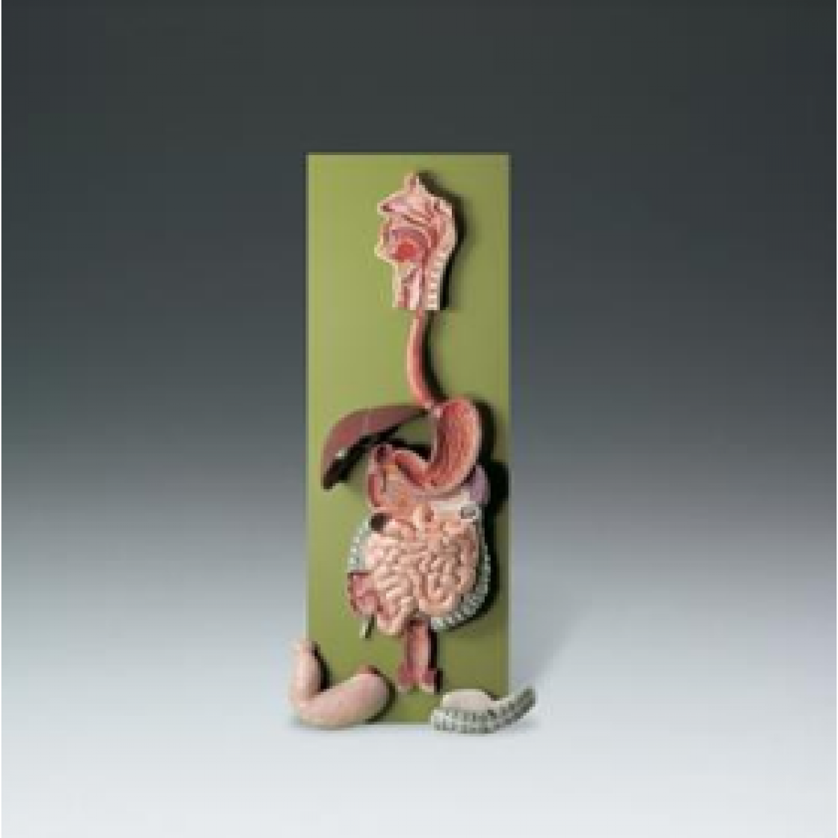 Anatomical Chart Company Human Digestive Tract Model - School Locker Anatomical Chart Company Human Digestive Tract Model - School Locker