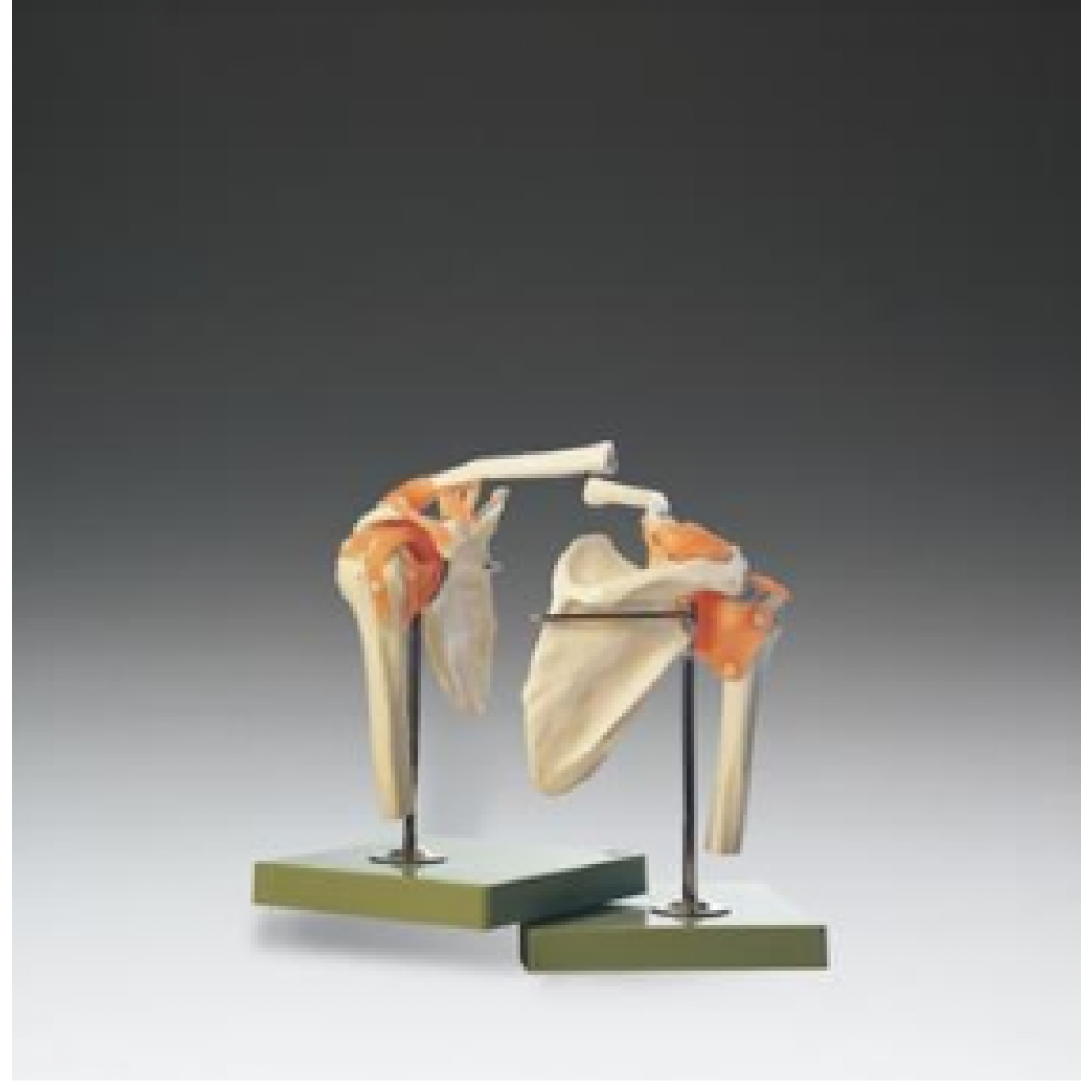Anatomical Chart Company Functional Model of the Shoulder Joint ...