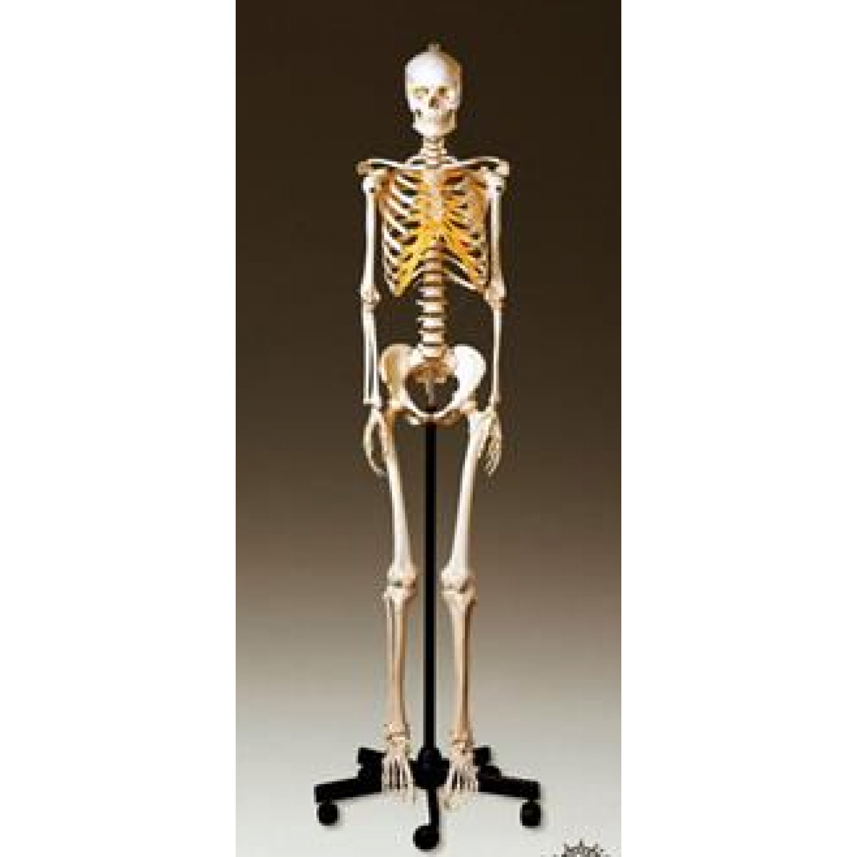 Anatomical Chart Company Adult Female Skeleton - School Locker