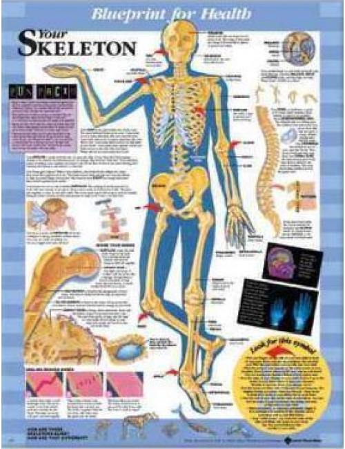 Anatomical Chart Company Blueprint for Health Your Skeleton Chart ...