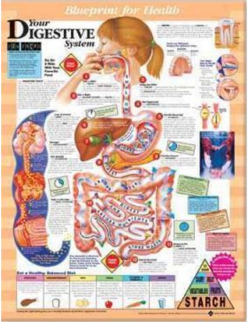 Anatomical Chart Company Blueprint for Health Your Digestive System ...