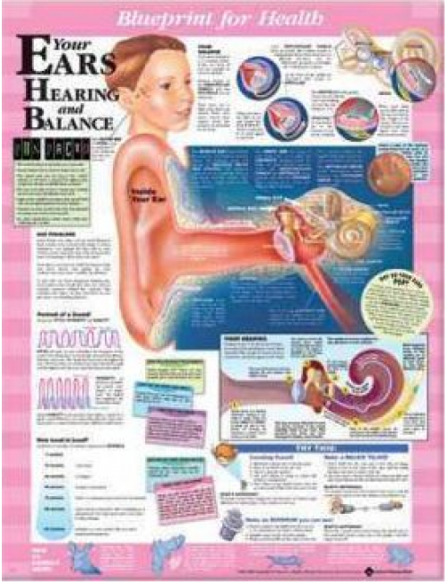 Anatomical Chart Company Blueprint for Health Your Ears Chart - School ...