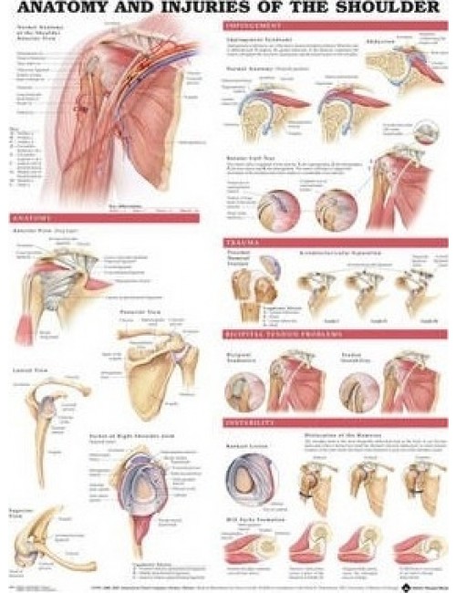 Anatomical Chart Company Anatomy and Injuries of the Shoulder ...