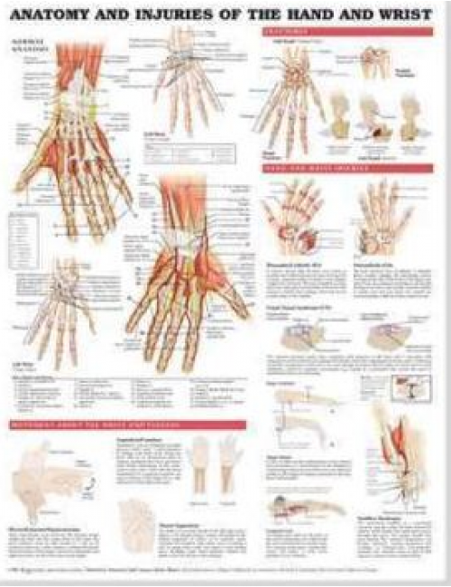 Anatomical Chart Company Anatomy and Injuries of the Hand and Wrist ...