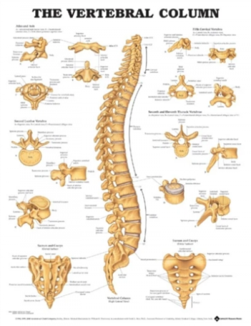 Anatomical Chart Company Vertebral Columns with Pelvis - School Locker