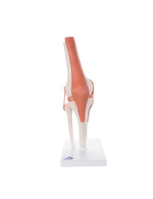 Anatomical Chart Company Functional Knee Joint Model (Right) - School ...