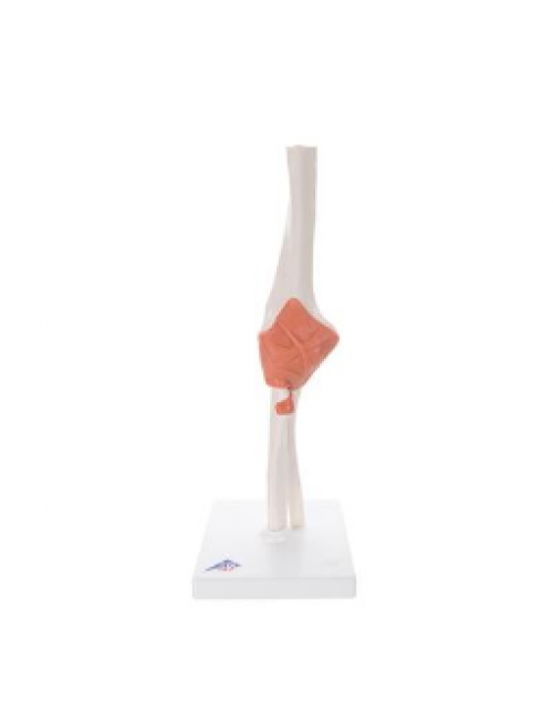 Anatomical Chart Company Functional Elbow Joint Model (Right) - School ...