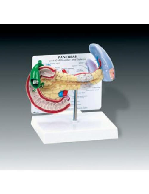 Anatomical Chart Company Pancreas, Spleen and Gallbladder Model ...