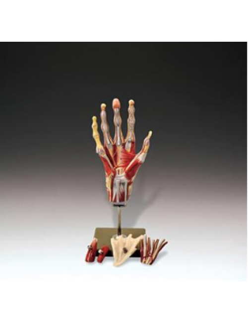 Anatomical Chart Company Muscles of the Hand Model - School Locker