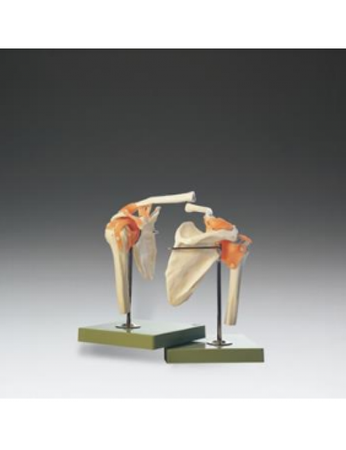 Anatomical Chart Company Functional Model of the Shoulder Joint ...