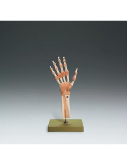 Anatomical Chart Company Functional Model of the Hand and Wrist ...