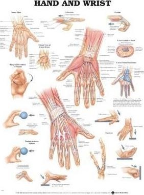 Anatomical Chart Company Hand and Wrist Anatomical Chart - School Locker