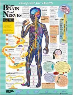 Anatomical Chart Company Blueprint for Health Your Brain and Nerves ...
