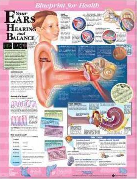 Anatomical Chart Company Blueprint for Health Your Ears Chart - School ...